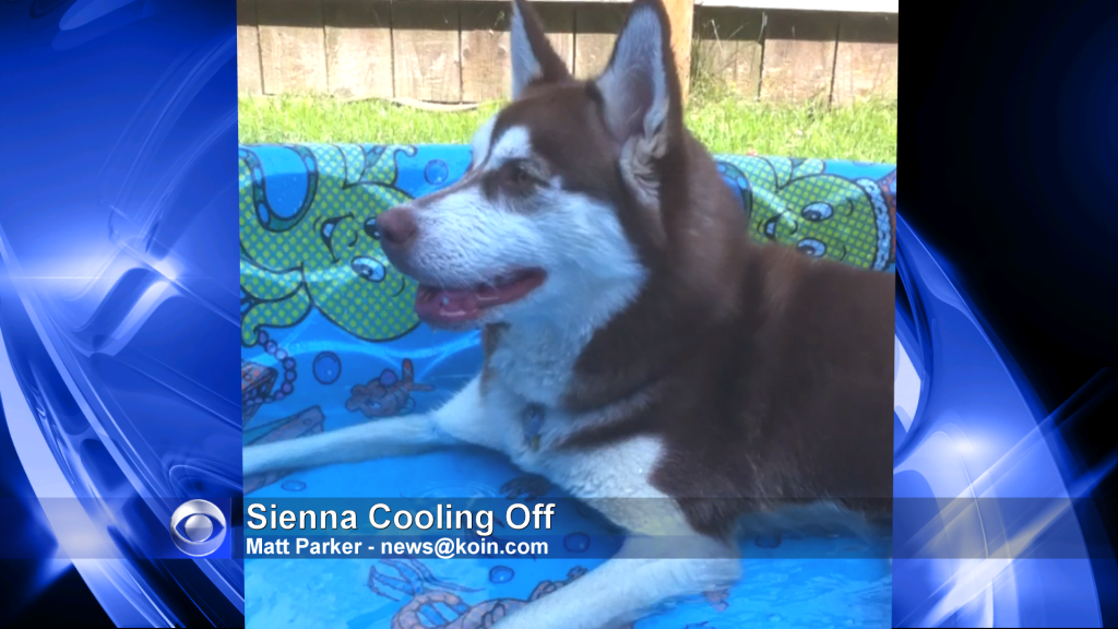 The Northwest Heat Wave: It Was For The Dogs!